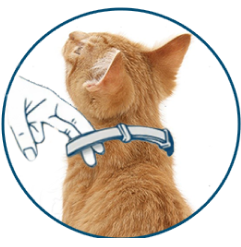 ftc-cats-lp – BREEZE