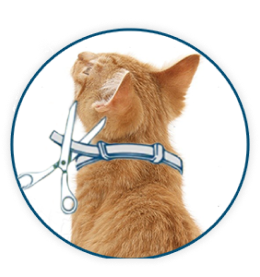 ftc-cats-lp – BREEZE