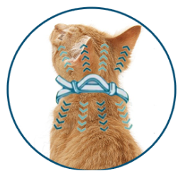 ftc-cats-lp – BREEZE